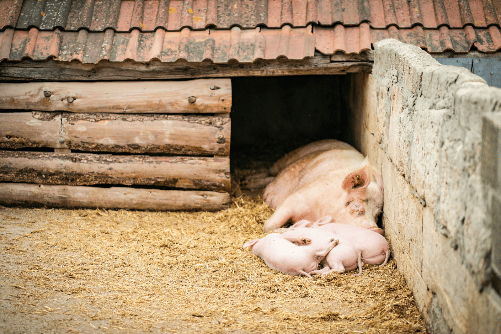 Bath - Hill House - Jamie's Farm
